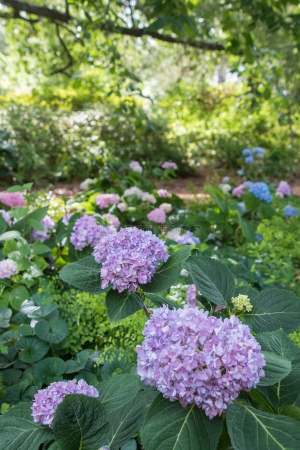 Blue, Purple, and Pink Hydrangeas in the Garden. Stock Image - Image of ...