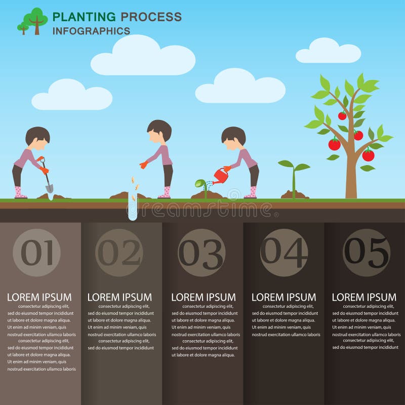 Planting infographics stock vector. Illustration of agriculture - 54330094