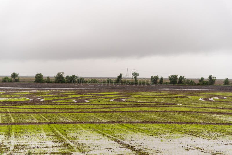 Planting Irrigated Rice in Germination 04 Stock Image - Image of area ...