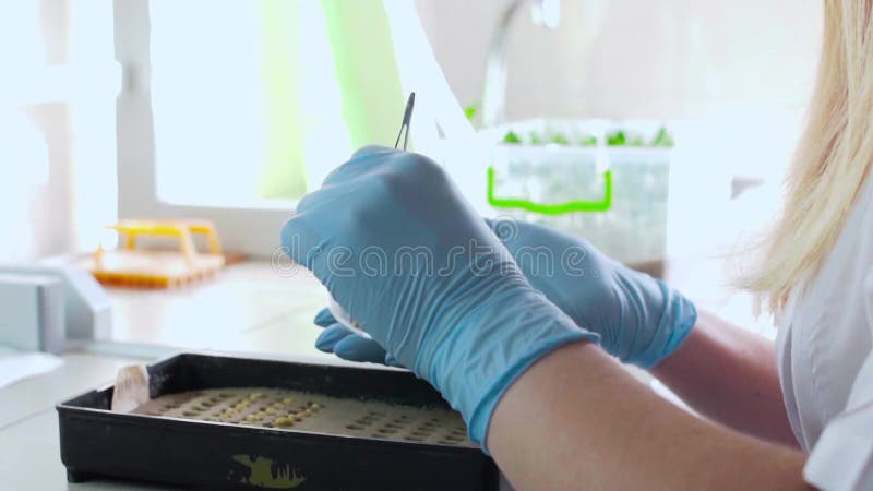 Planting in the Laboratory. Testing the Germination of Grain Stock ...