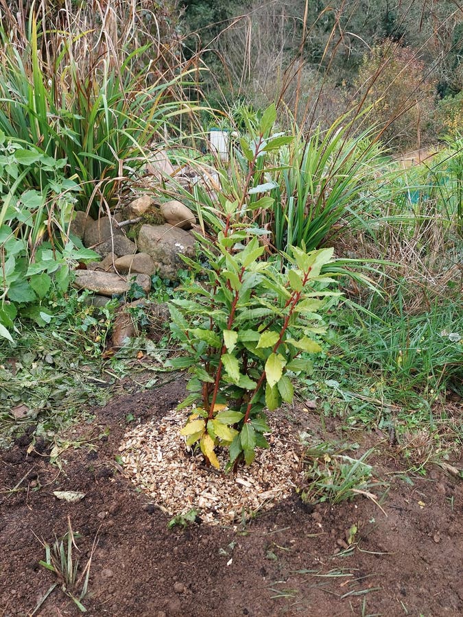 Planting Laurel in the Garden with Mulch. Young Laurel Growing in the ...