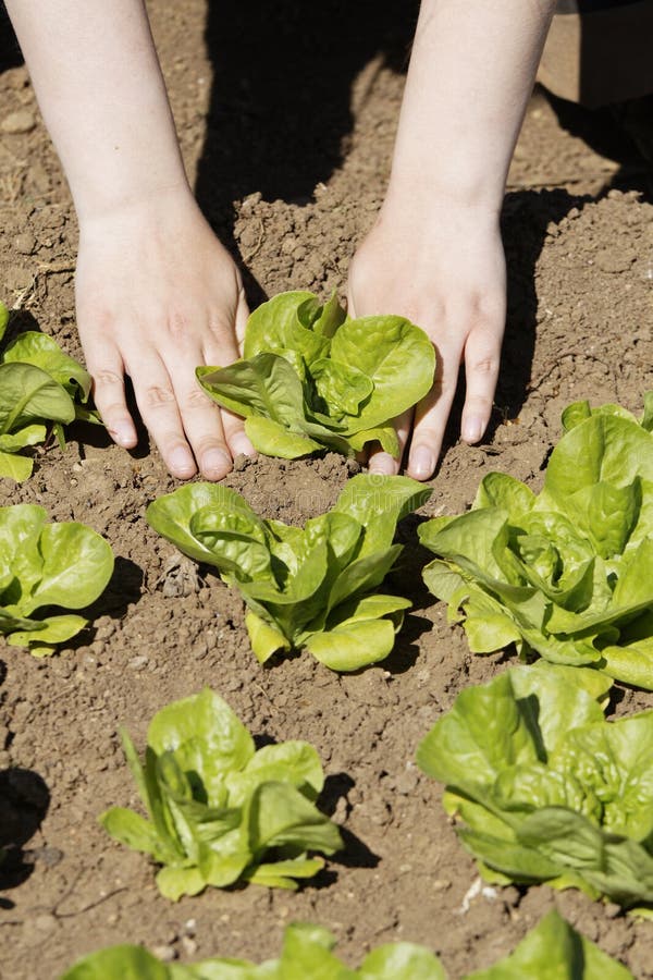 Planting lettuce stock image. Image of environment, concept - 20504603