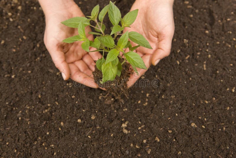 Planting life stock image. Image of cultivated, concepts - 9037983