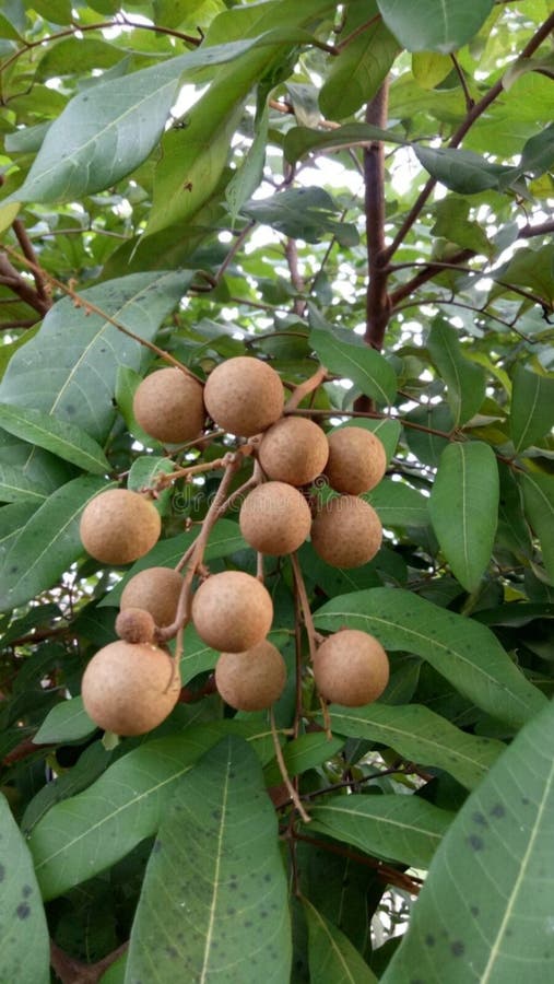 Planting Longan Fruit in the Yard Stock Image - Image of fruit, fresh ...