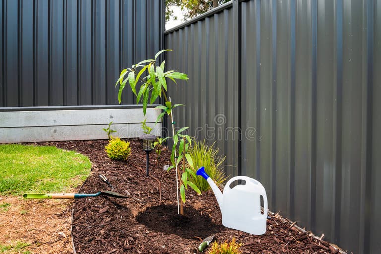 Planting a Mango Tree on Backyard Stock Image - Image of lawn, mango ...