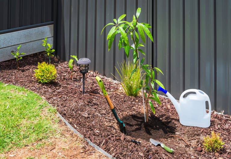 Planting a Mango Tree on Backyard Stock Photo - Image of cultivation ...
