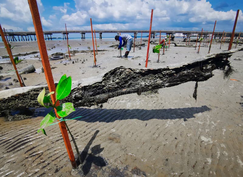 Outdoor and outdoor editorial photo. Image of leaves - 202152571