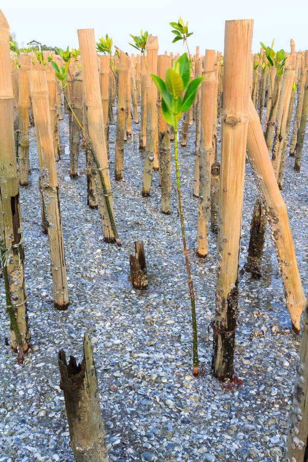 Planting mangrove tree stock photo. Image of reflection - 32549400