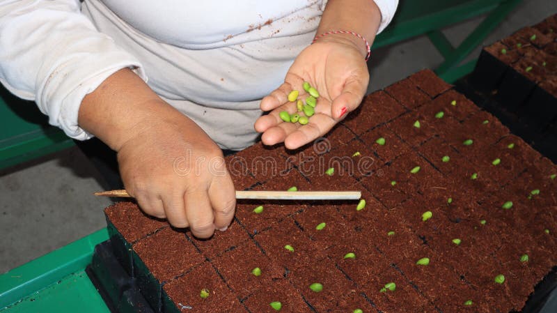 Planting Mangrove Tree Seeds in Polybags Stock Photo - Image of ...