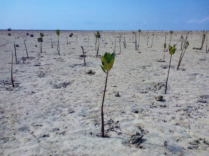 Planting Mangrove Trees on Pagerungan Beach 3 Stock Photo - Image of ...