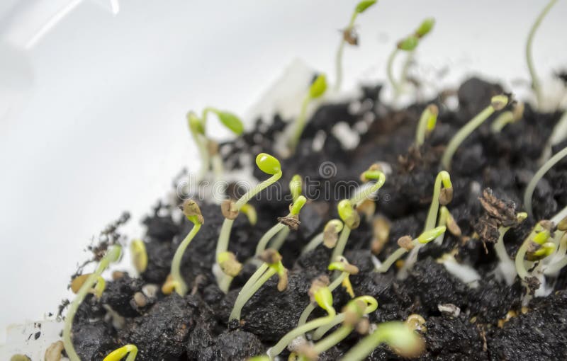 Planting Material - Cabbage Seedlings are Small. Cabbage Seedlings in ...