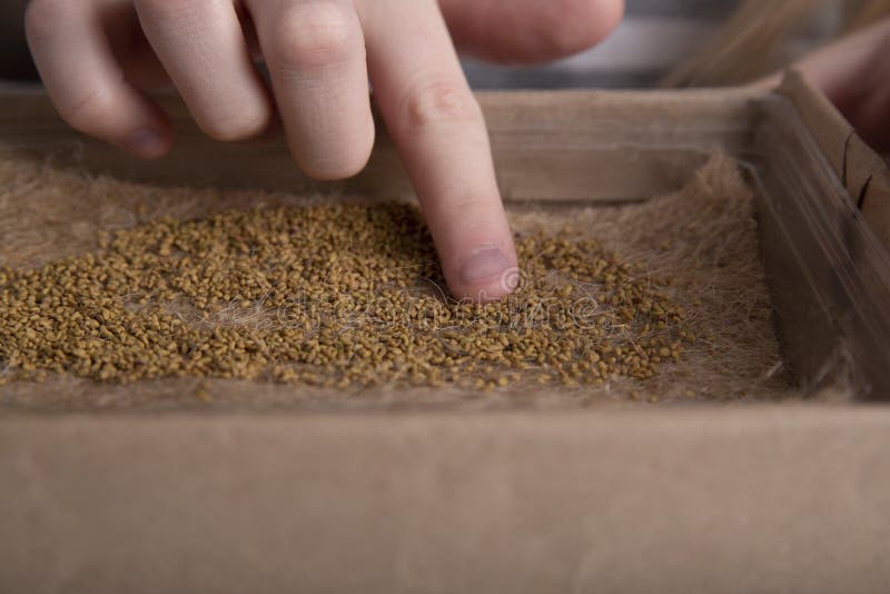 Planting Micro-green Seeds on the Mat. Eco-friendly Growing of Greenery ...