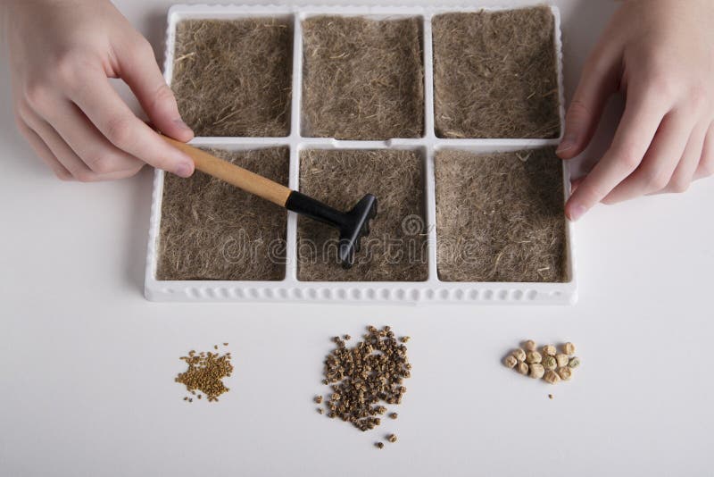 Planting Micro-green Seeds on the Mat. Eco-friendly Growing of Greenery ...