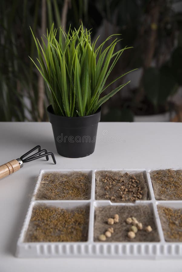 Planting Micro-green Seeds on the Mat. Eco-friendly Growing of Greenery ...