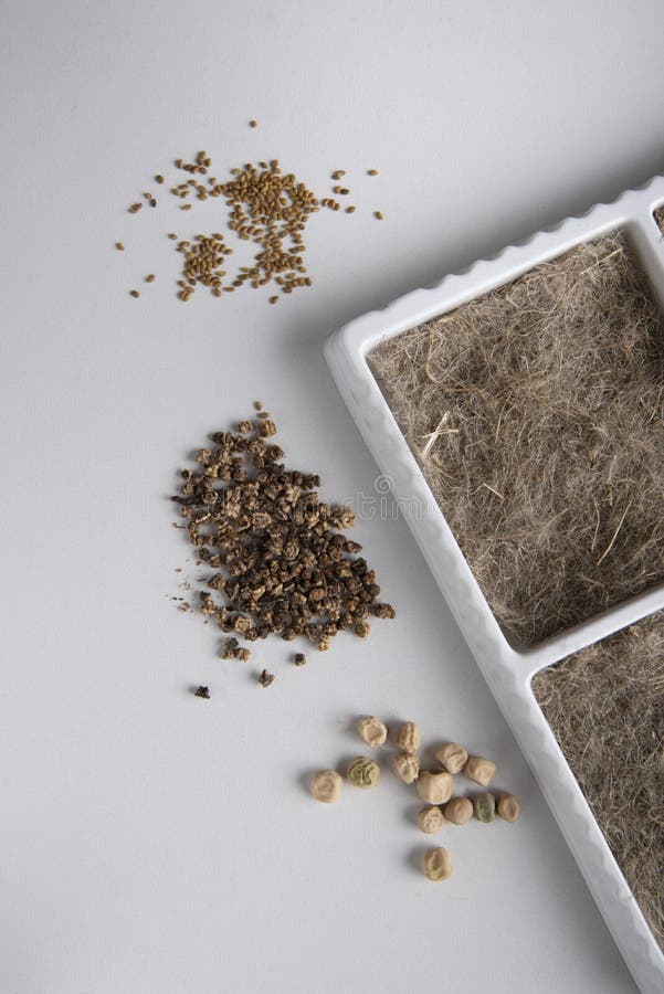 Planting Micro-green Seeds on the Mat. Eco-friendly Growing of Greenery ...