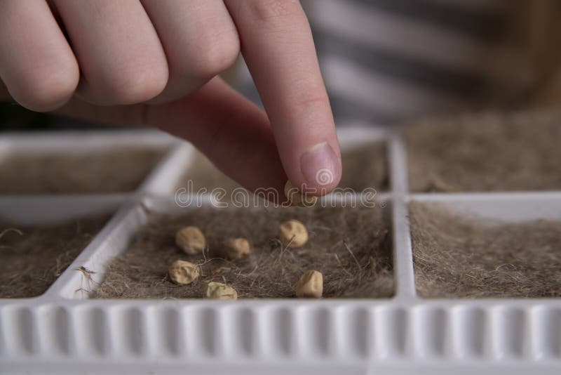 Planting Micro-green Seeds on the Mat. Eco-friendly Growing of Greenery ...