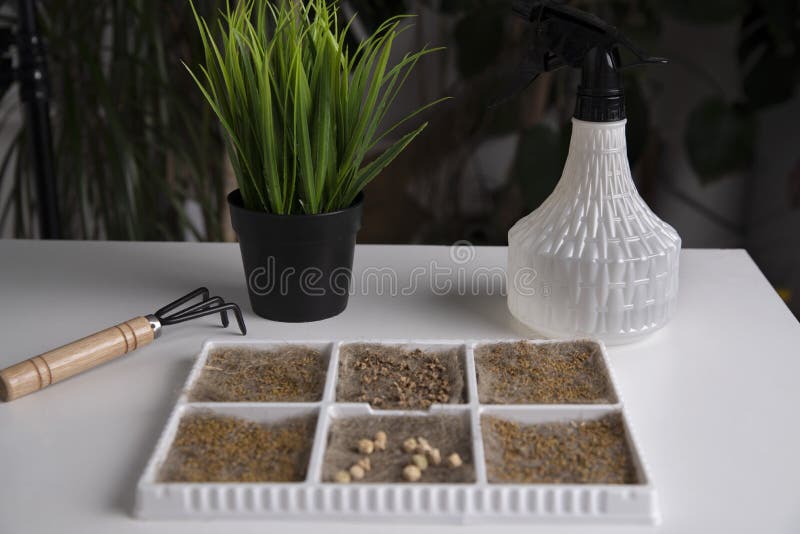 Planting Micro-green Seeds on the Mat. Eco-friendly Growing of Greenery ...