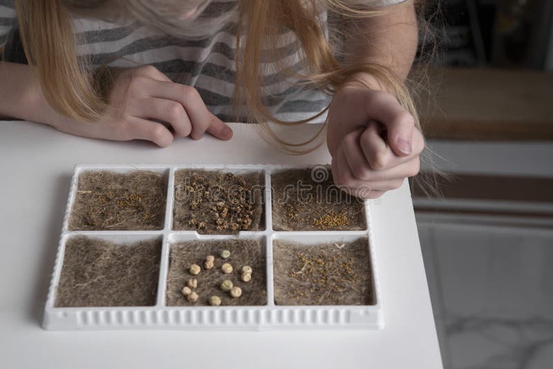 Planting Micro-green Seeds on the Mat. Eco-friendly Growing of Greenery ...