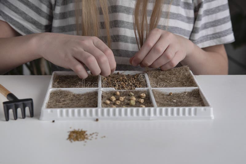 Planting Micro-green Seeds on the Mat. Eco-friendly Growing of Greenery ...