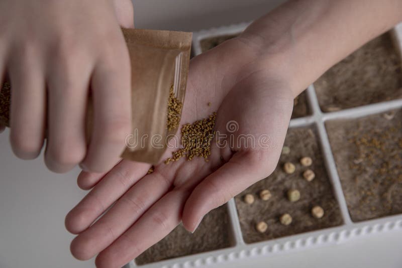 Planting Micro-green Seeds on the Mat. Eco-friendly Growing of Greenery ...