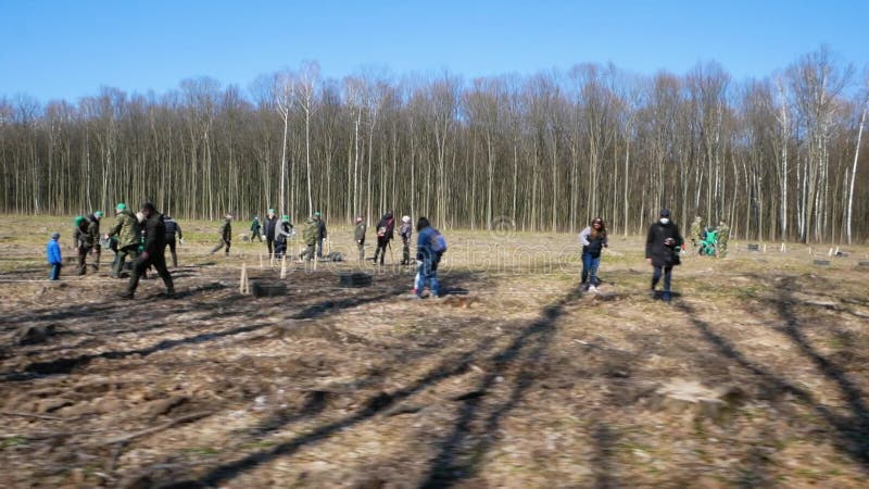 Planting a New Forest. Foresters Plant Trees after Deforestation. Young ...