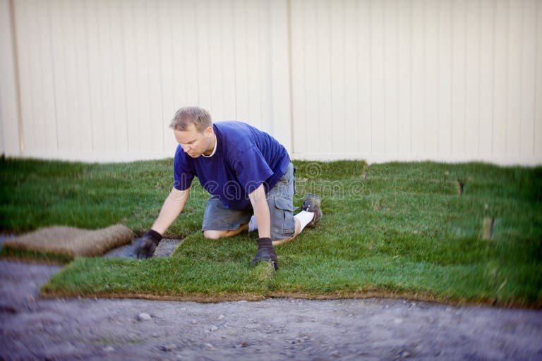 Planting New Sod Grass stock image. Image of frontyard - 9068977