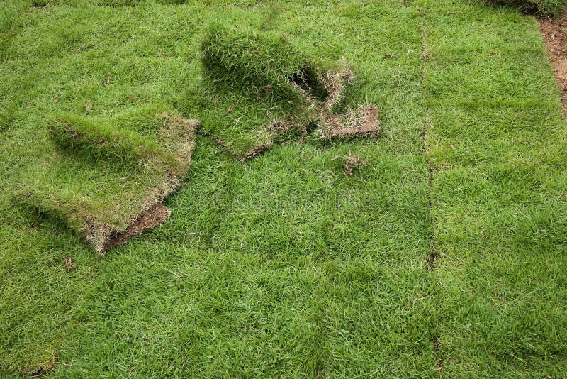 Planting New Sod Grass in the Garden Stock Photo - Image of home, dirt ...