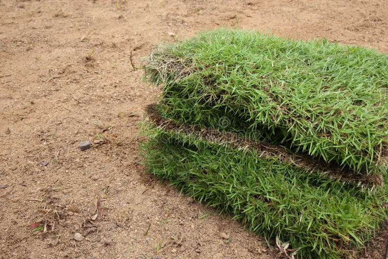 Planting New Sod Grass in the Garden Stock Photo - Image of farm ...