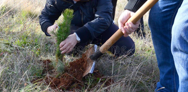 Planting new tree stock photo. Image of holding, field - 63171096
