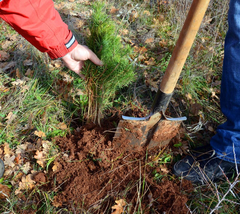 Planting new tree stock image. Image of beginnings, outdoors - 63171125