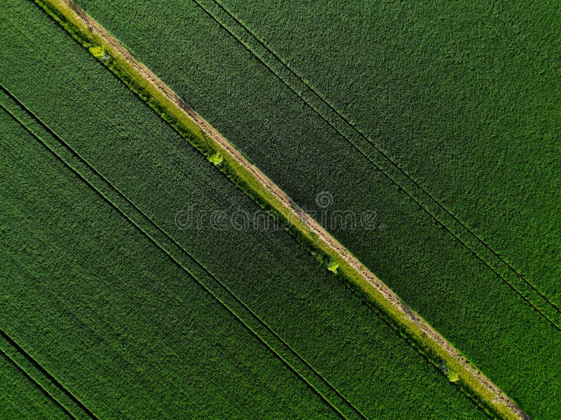 Planting a New Windbreak in the Field, a Biocorridor, an Avenue of Ash ... Planting a New Windbreak in the Field, a Biocorridor, an Avenue of Ash ...
