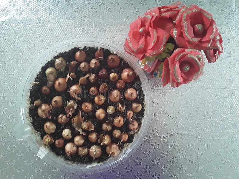 Planting Onion Seedlings in Spring. Stock Image - Image of breakfast ...