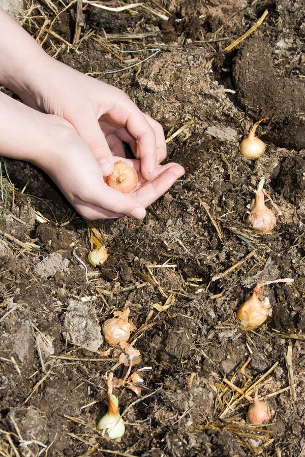 Planting onions stock photo. Image of spring, country - 14042916