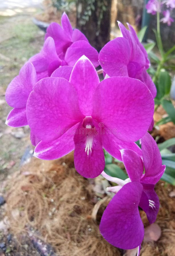 Planting Orkid in the Garden is Beauty in Nature Stock Image - Image of ...