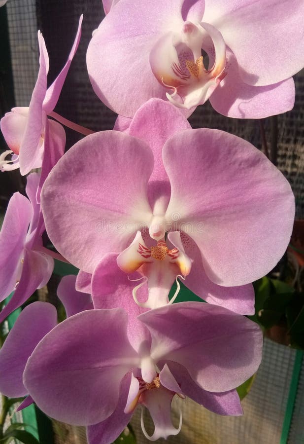 Planting Orkid in the Garden is Beauty in Nature Stock Photo - Image of ...