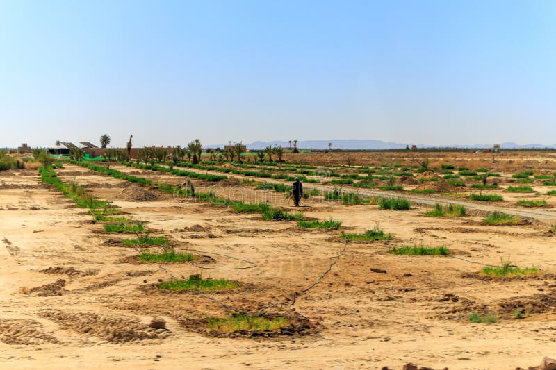 Planting a Palm Grove Near Erfoud, Morocco. Stock Photo - Image of ...