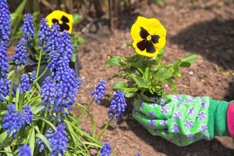 Pansies stock photo. Image of beautiful, flower, leaf - 34935664