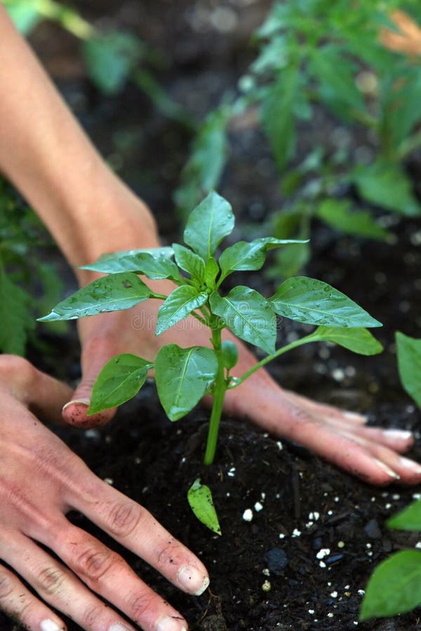 Planting Peppers stock image. Image of world, natural - 2338043