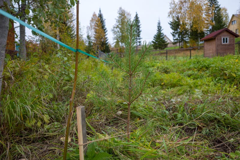 Planting Pine Trees on a Country Plot Stock Photo - Image of living ...