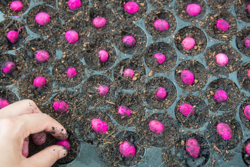 Planting pink seeds stock photo. Image of plant, garden - 94954086