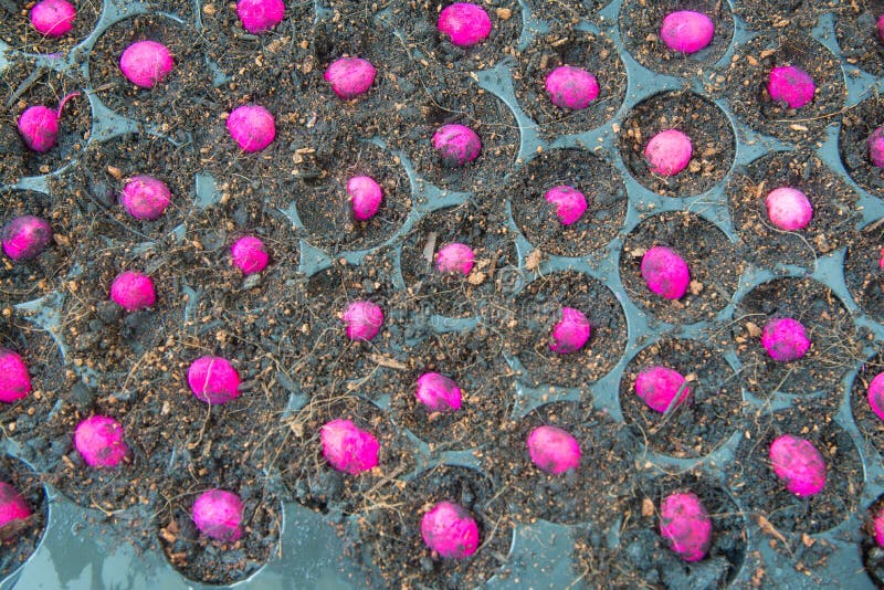 Planting pink seeds stock image. Image of ground, concept - 94954133