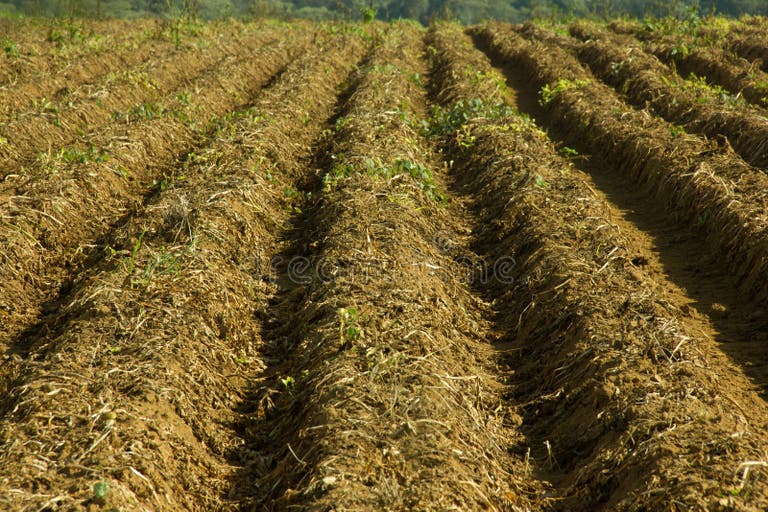 Planting Pit stock image. Image of plantation, prepared - 42118497