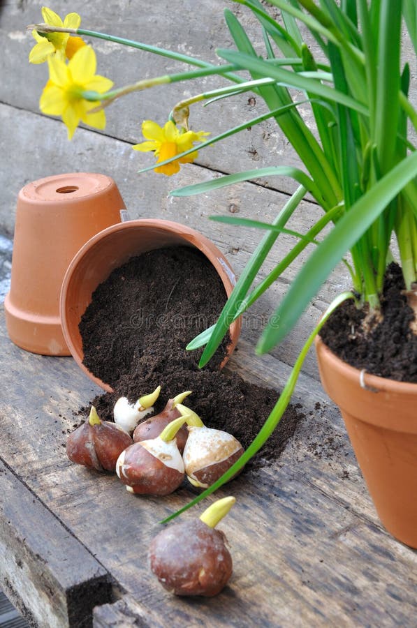 Germination of a tulip stock image. Image of sprouting - 23143693