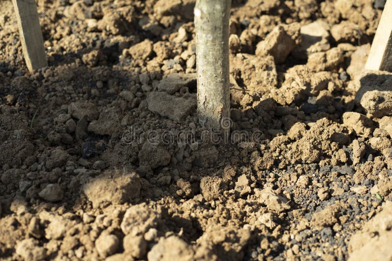 Planting the Plant in the Ground. Tree in the Park Stock Photo - Image ...