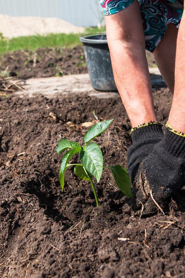Planting Plants in the Garden Stock Image - Image of agriculture, work ...