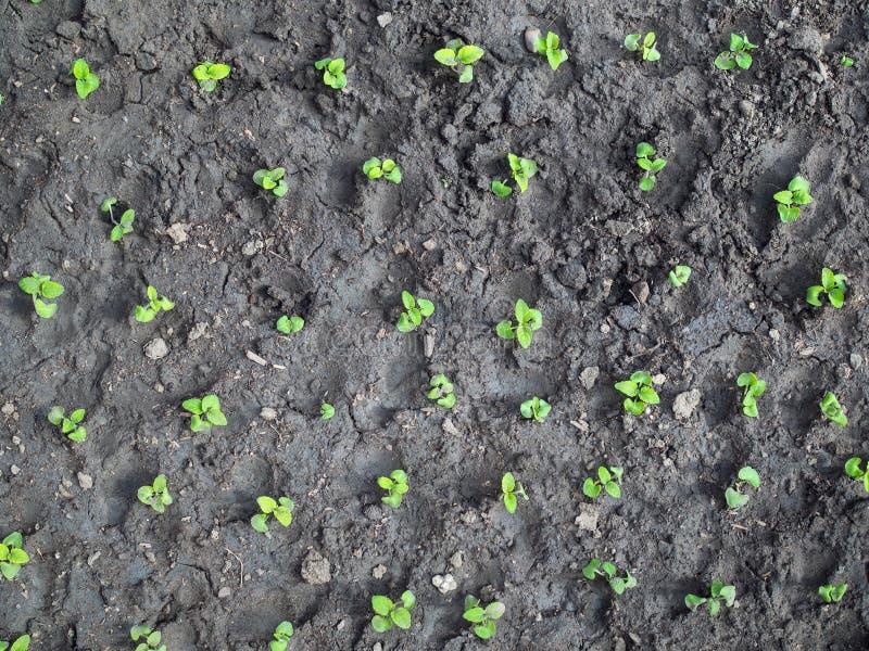 Planting of Plants in the Soil in Spring Stock Image - Image of outdoor ...