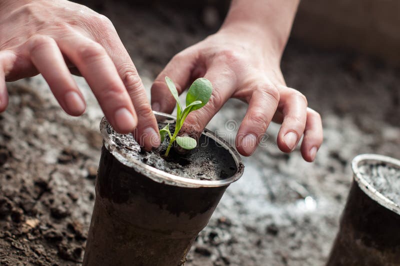 Planting of Plants in the Soil in Spring Stock Photo - Image of grow ...