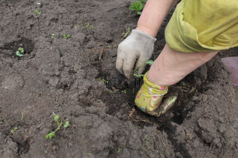 Planting Plants in the Spring. Planting a Tomato in the Open Ground ...