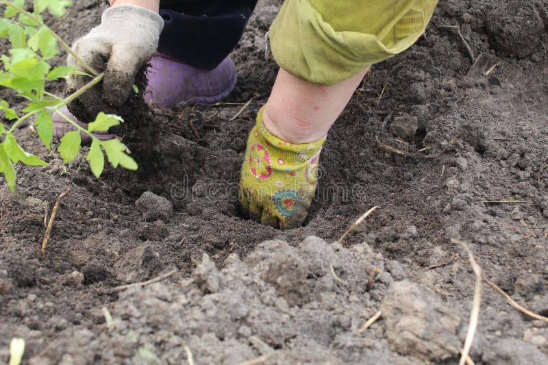 Planting Plants in the Spring. Planting a Tomato in the Open Ground ...
