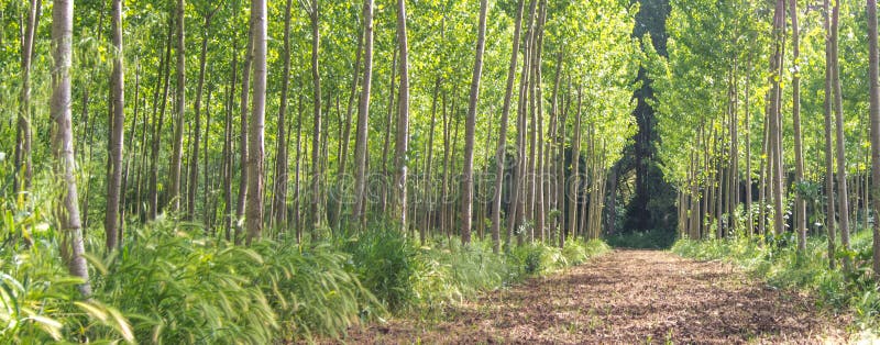 Planting poplar stock image. Image of pass, poplars, grass - 31051445